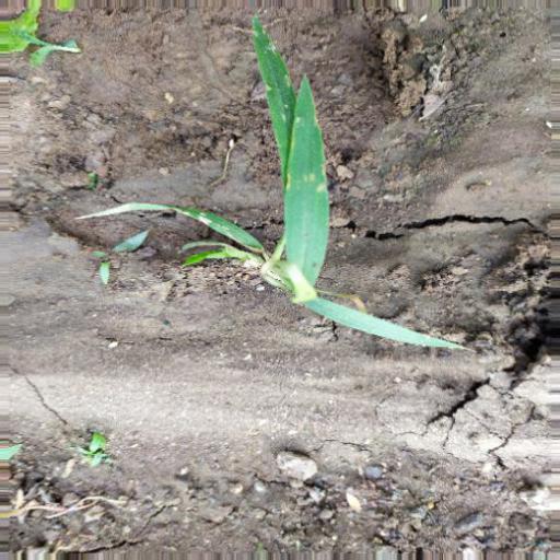 crop-weed Object Detection Dataset and Pre-Trained Model by University of Agriculture Faisalabad