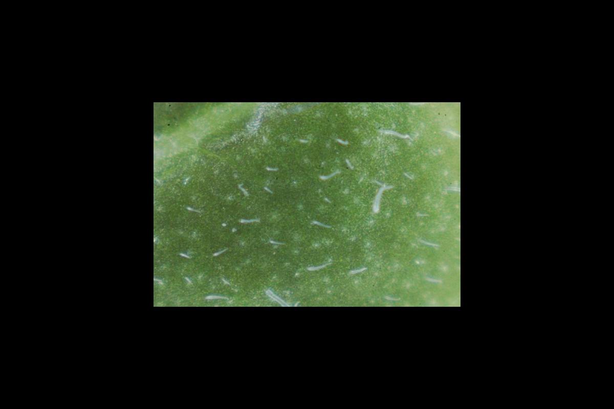 Chilense Trichome Xx Object Detection Dataset And Pre Trained Model By Tribhuvan University