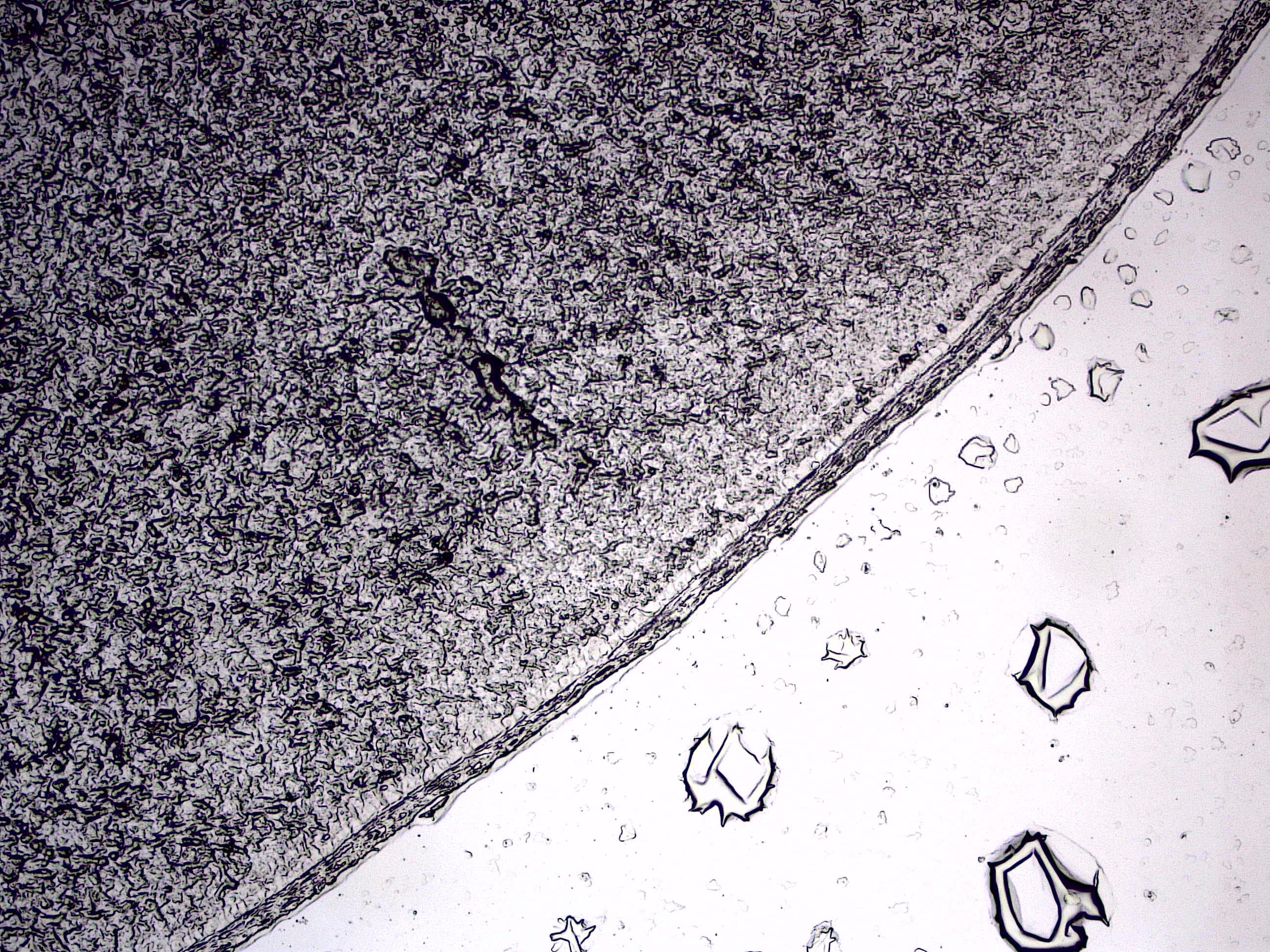 玉米 Instance Segmentation Dataset by MyData