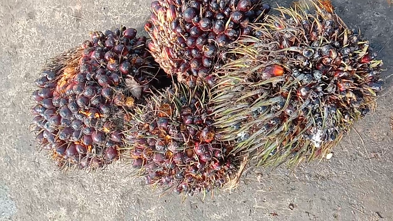 palm Object Detection Dataset by foxxx