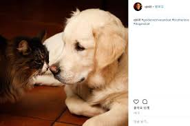 How to Use the dogs-and-cats Object Detection API