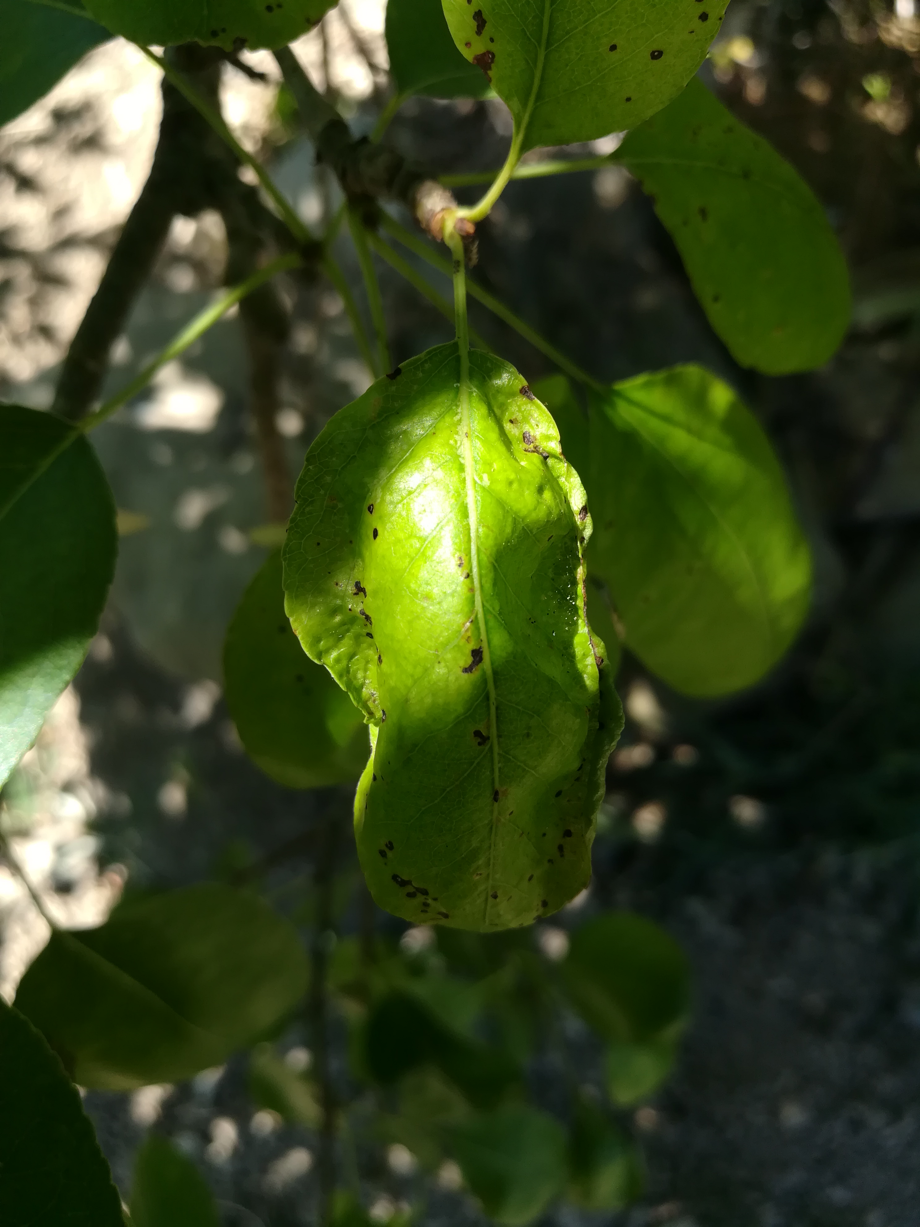 pear curl leave Object Detection Dataset by Hira
