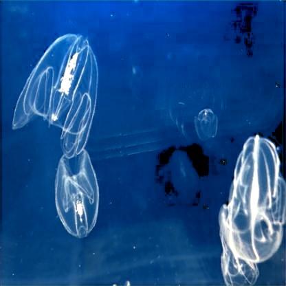 234 Object Detection Dataset by dididi