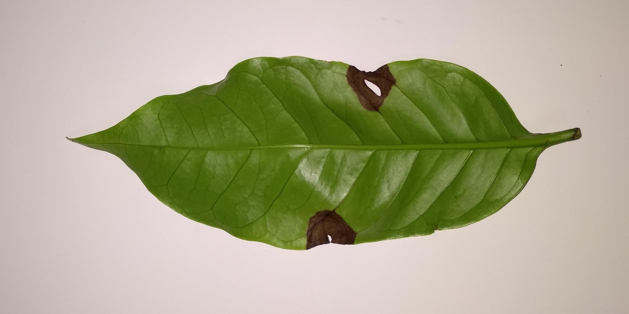 leaf Object Detection Model by cagatay d