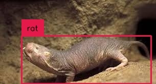 Rat Detection Object Detection Dataset and Pre-Trained Model by Computer Vision