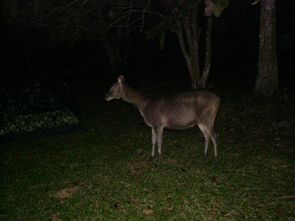 Elephants Object Detection Model by ultimateele03