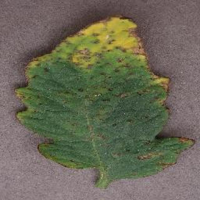 Plant Leaf Disease Detection Semantic Segmentation Dataset And Pre