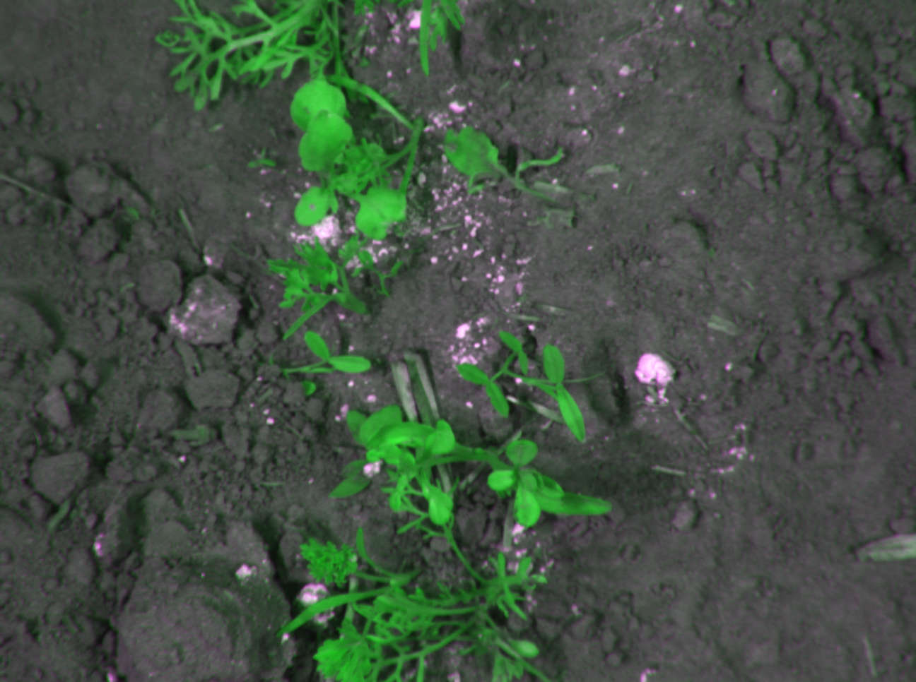 Weed Detection Dti Object Detection Dataset By Dti
