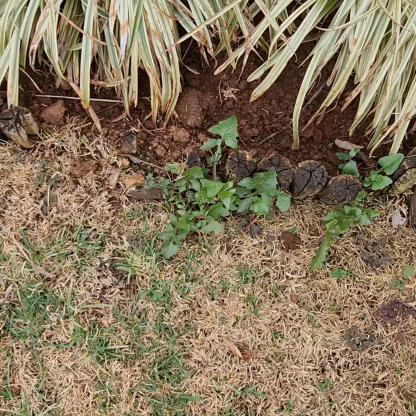 weed detection v2 Object Detection Dataset by DTI