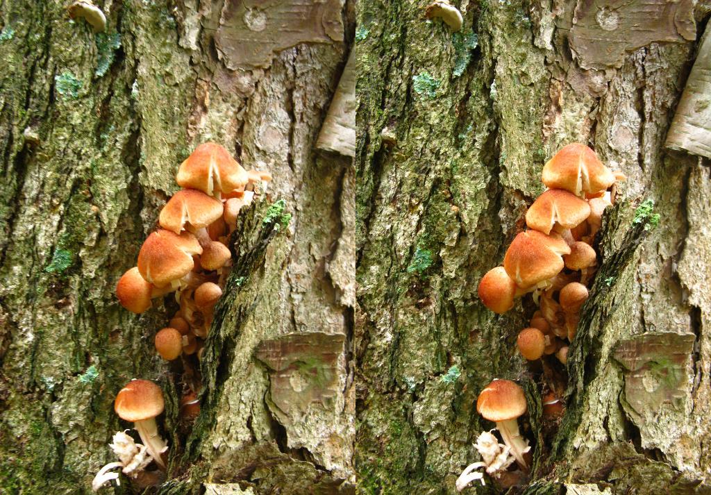 Mushrooms Object Detection Model by Svampai