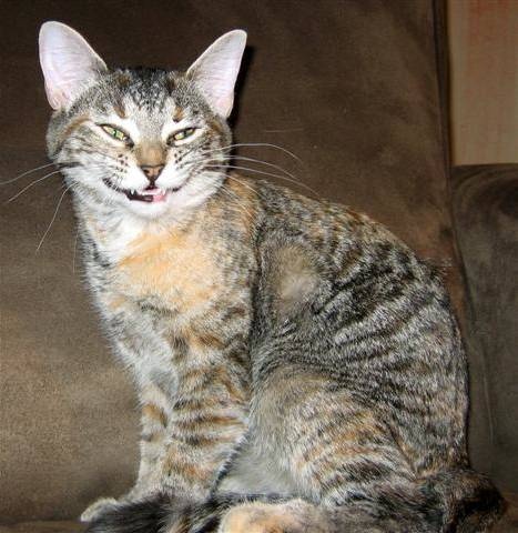 Data talent (data-talent-tpgjk) - Roboflow Universe