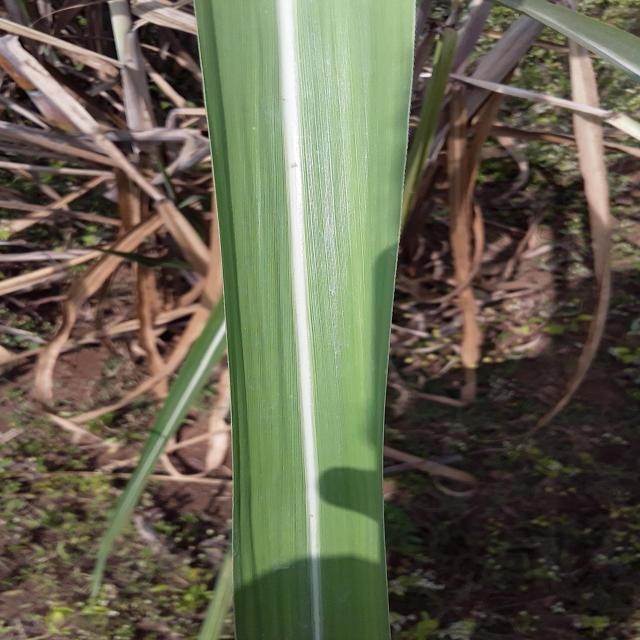 Sugarcane Object Detection Model By Ibnusugarcane