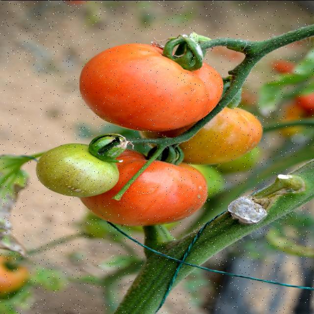 Ripeness Detection FYP Project Zaid Agha Object Detection Model by buitems