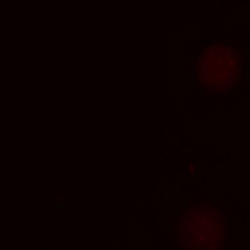 fish Object Detection Dataset by myworkspace