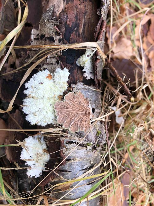 How To Use The Mushroom Edibility Detector Object Detection Api