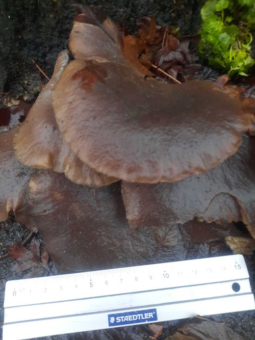 Mushroom Edibility Detector Object Detection Model By Mushroom Detector Application