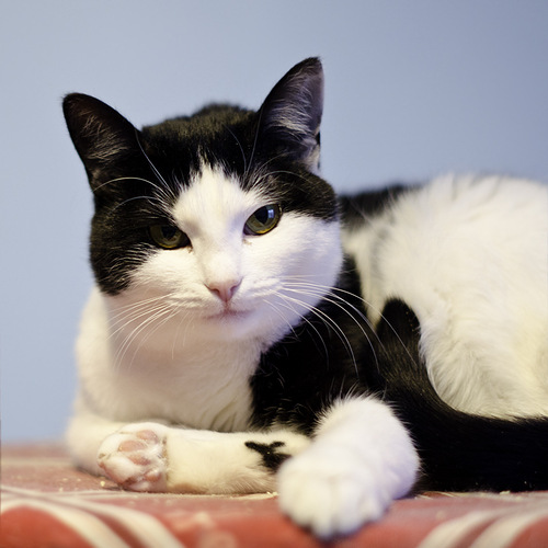 Cat-Dog-Mouse Instance Segmentation Model by Project