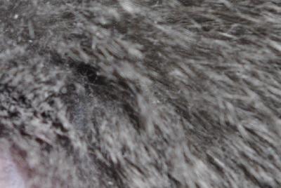 Cat skin disease Instance Segmentation Model by Kaivlya