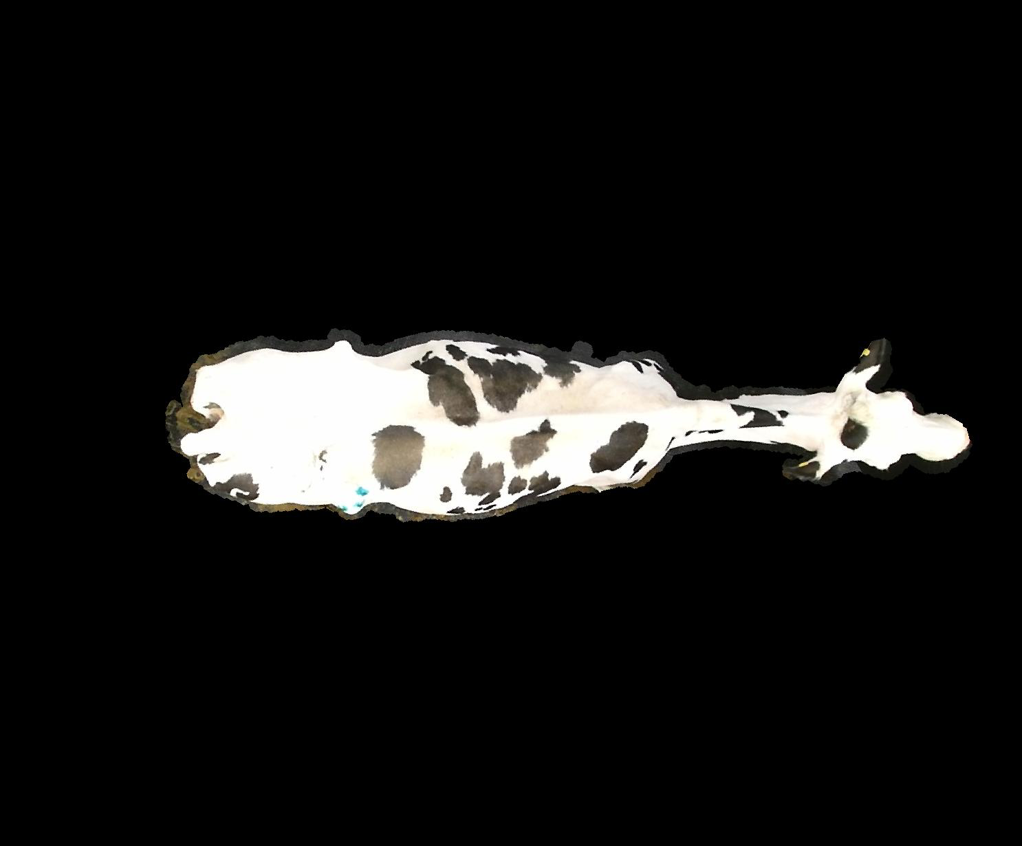 Cow individual Object Detection Dataset by Cow