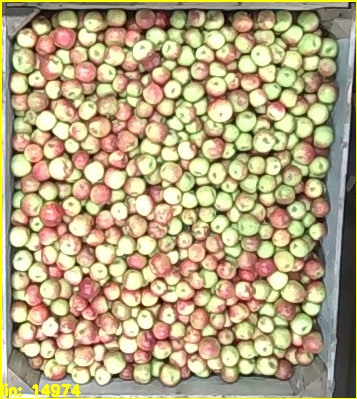 apple segmentation specific Instance Segmentation Dataset by Crate Tracker