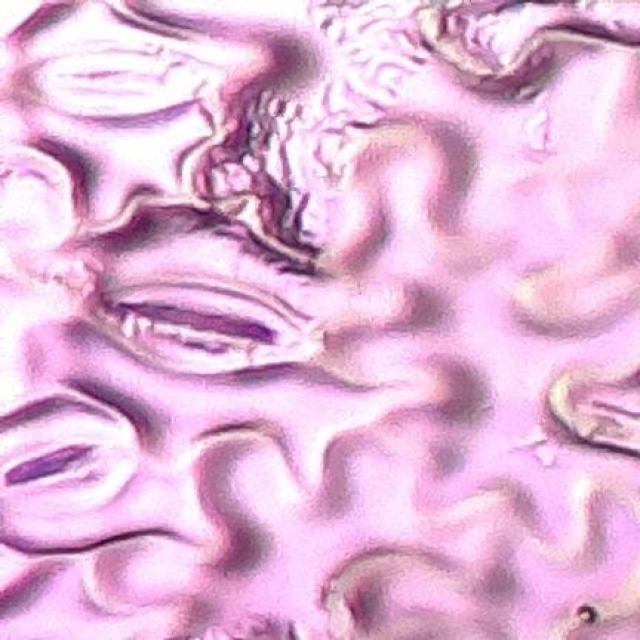 leaf Object Detection Dataset by taiyuankejidaxue