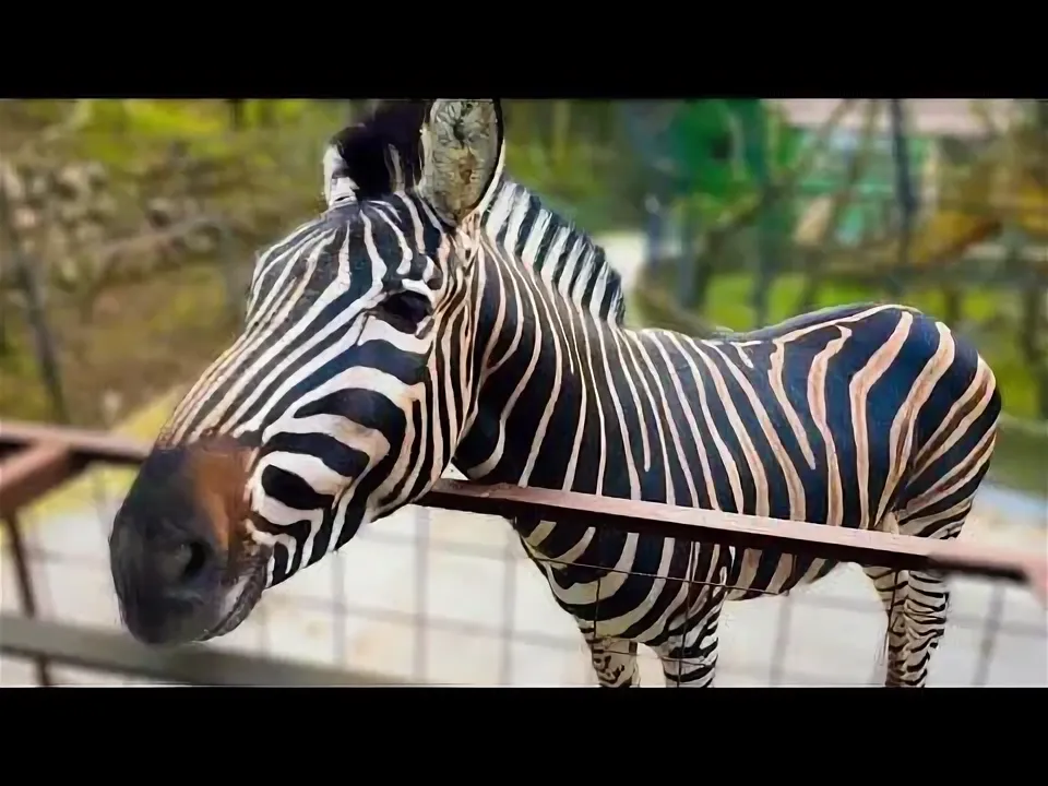 Zoo Animals Detection Object Detection Dataset by Zoo Animals Detection