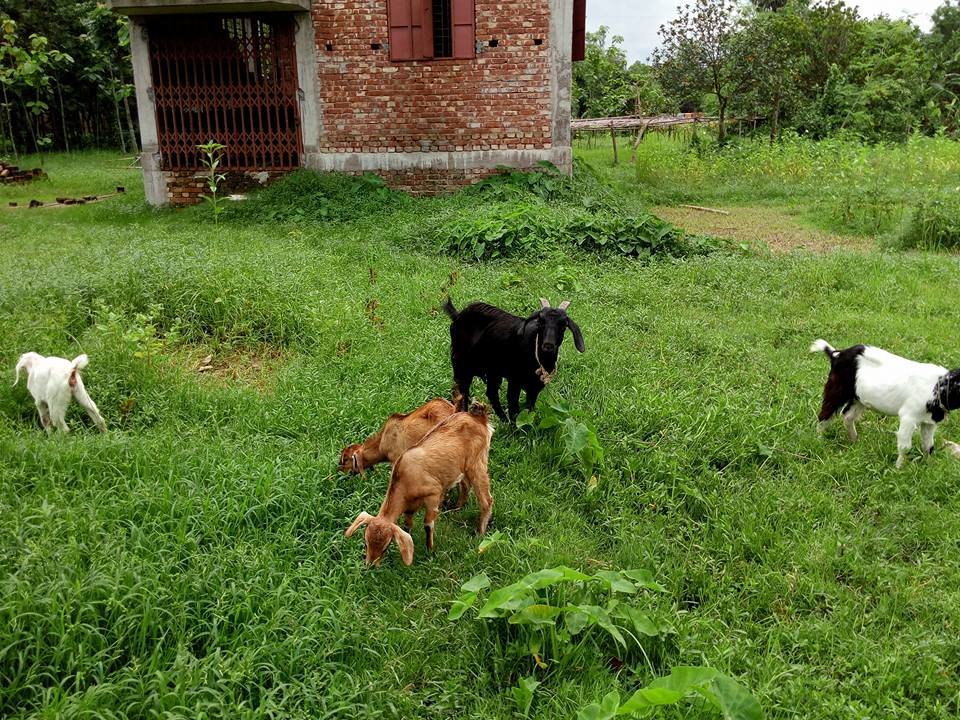 goat data Keypoint Detection Dataset by project