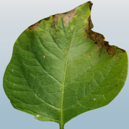 potato Classification Dataset by potato