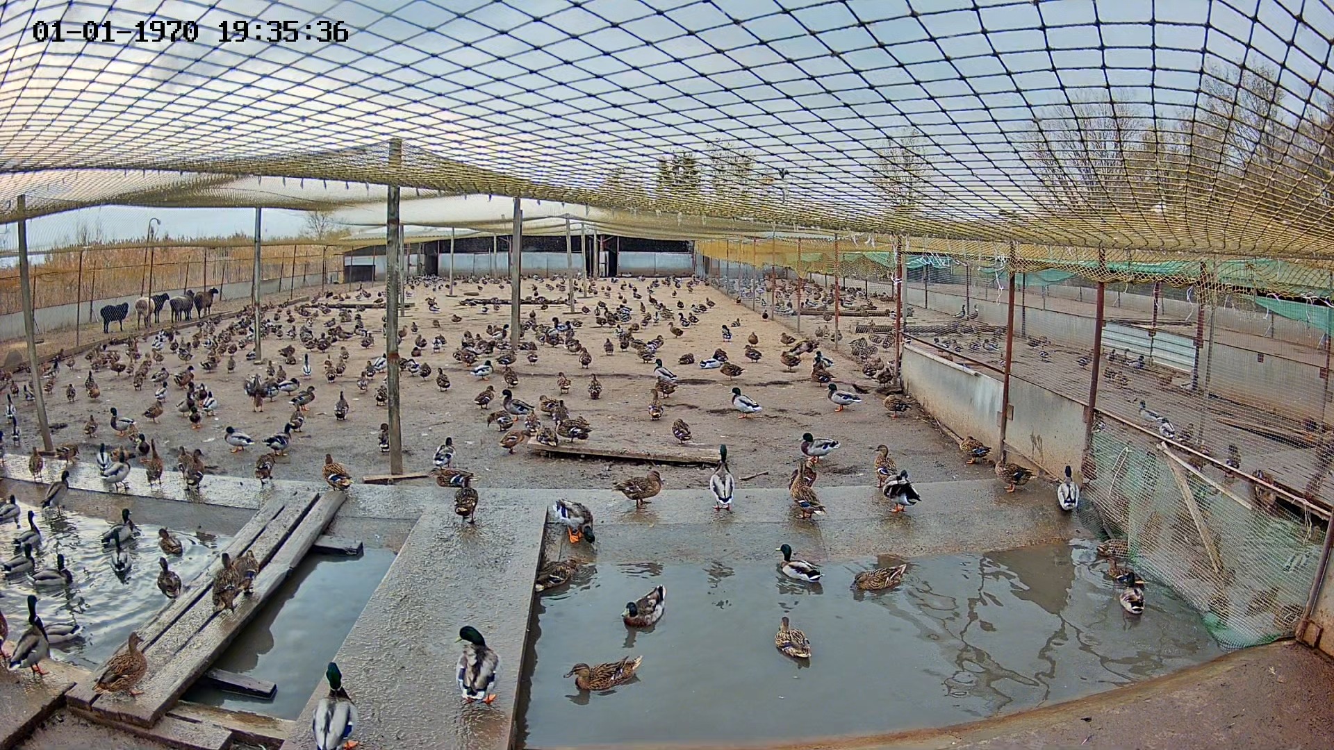 Ducks Object Detection Dataset by Anton
