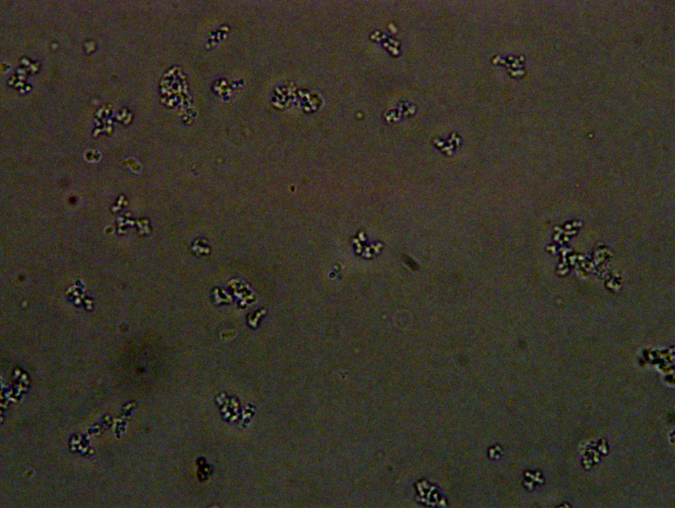 Cell Detection Object Detection Dataset By Sa
