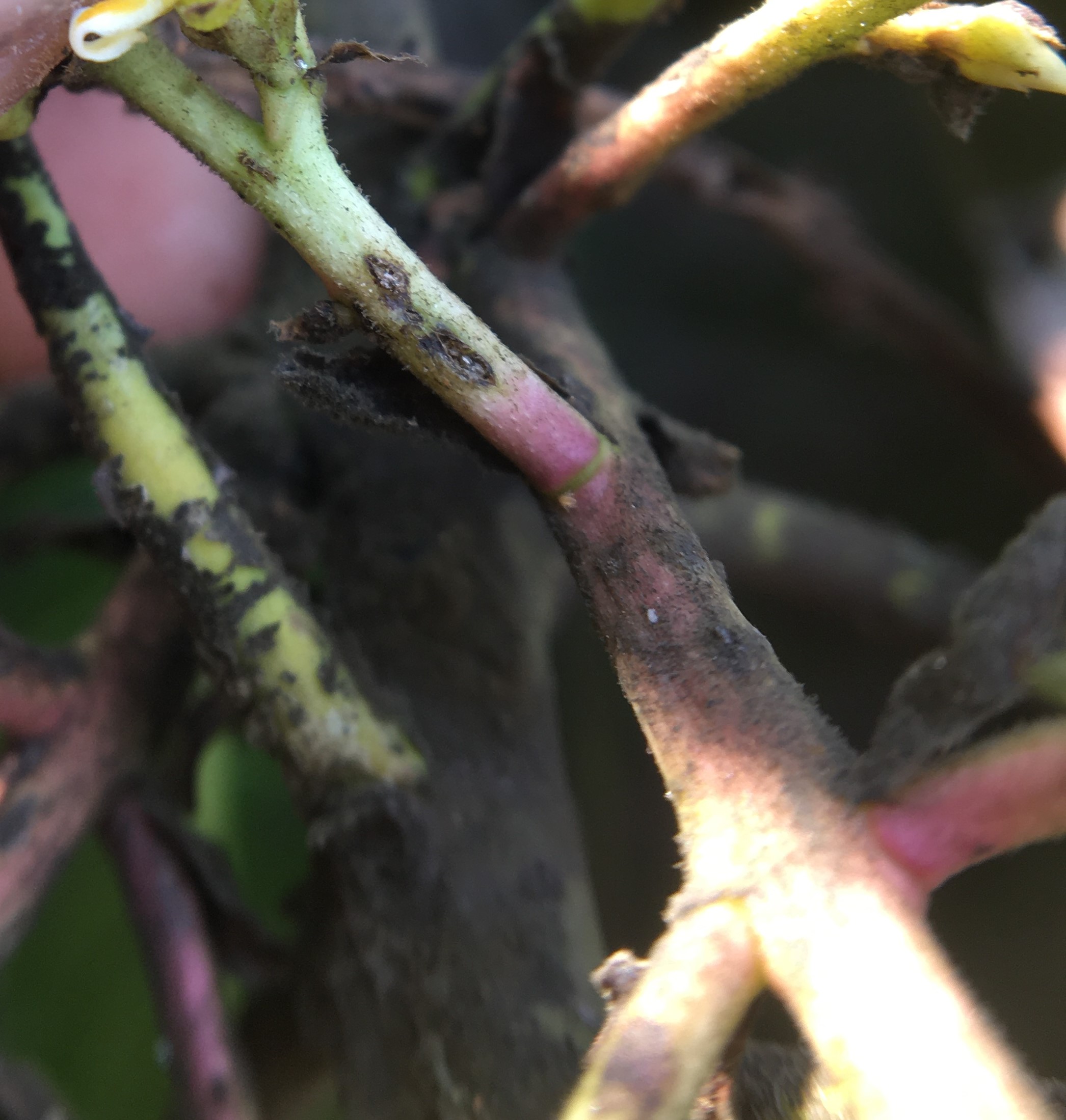 Modeling Rect Object Detection Dataset And Pre Trained Model By Anirudh Srinivasan