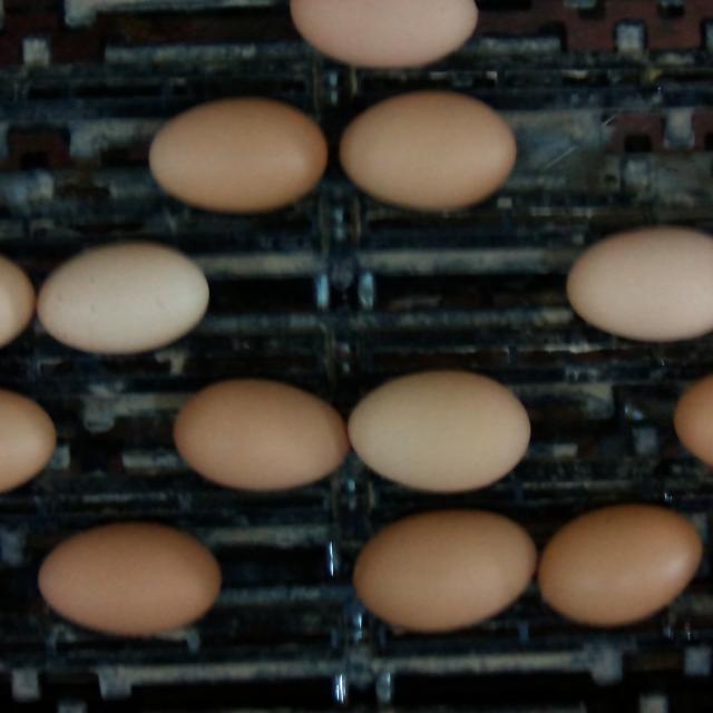 Eggdetectionv3yolo Object Detection Dataset By Nicolas Hadjisavvas