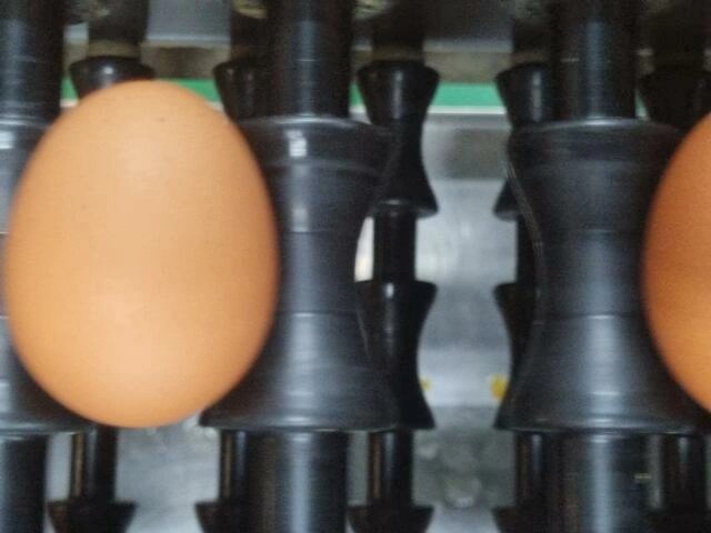 Egg inspection PJ Object Detection Dataset by Egg inpection