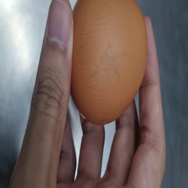 egg inspec Instance Segmentation Dataset and Pre-Trained Model by Egg inpection