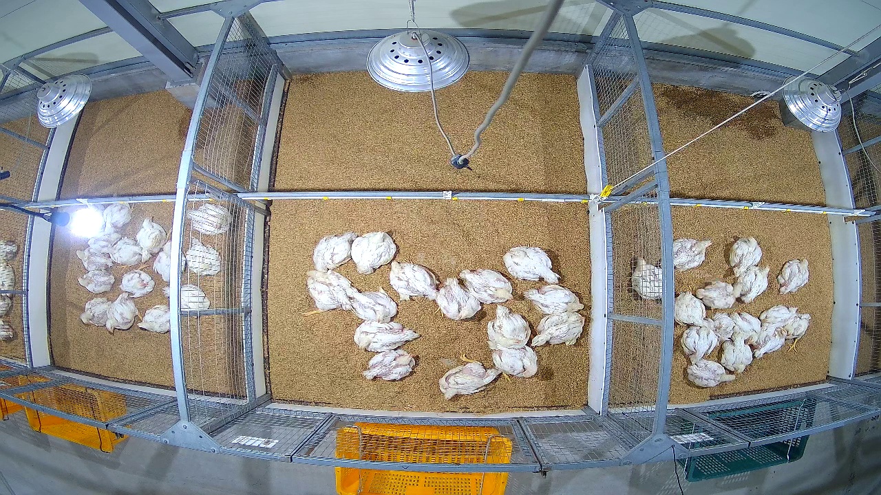 chicken Object Detection Model by test