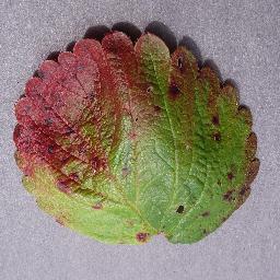Leaf Disease Classification Instance Segmentation Model by LeafDisease