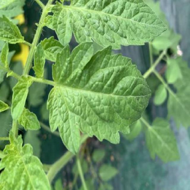 How to Use the Tomato Leaf Diseases Object Detection API