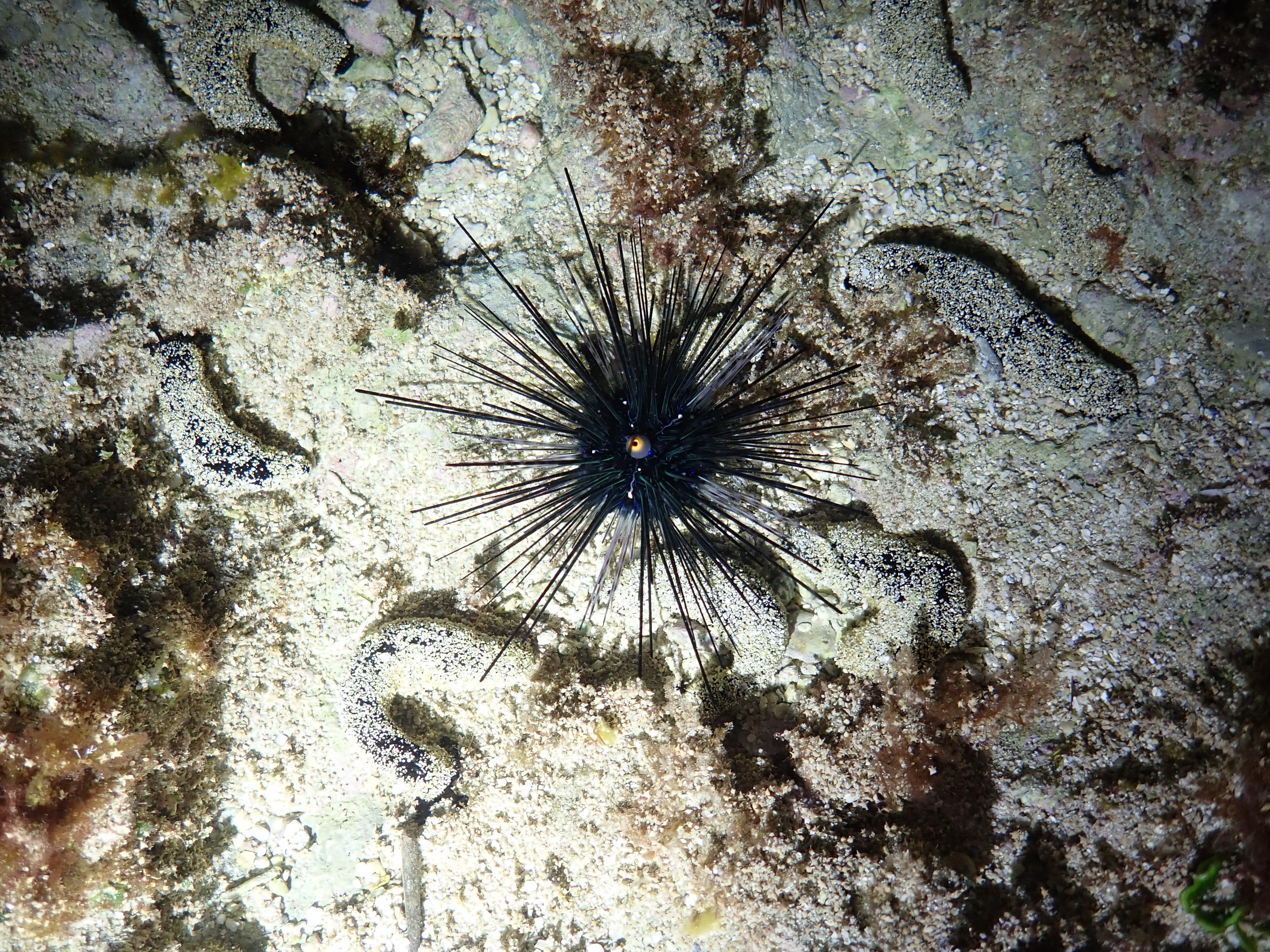 Uca formosensis、Mictyris brevidactylus、Periophthalmini、Echinoidea、sea ...