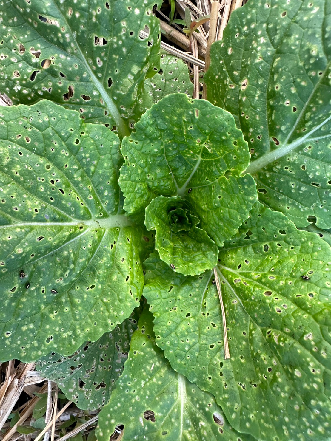 Insect Object Detection Dataset By Topic