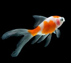 goldfish Object Detection Dataset and Pre-Trained Model by airbridge