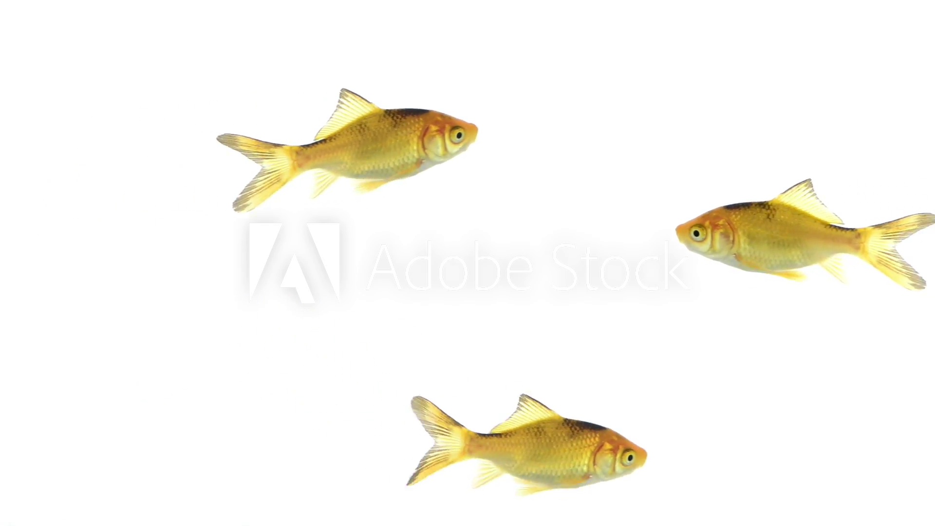 fish detections Object Detection Dataset and Pre-Trained Model by ...