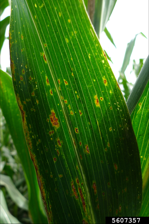 CornDiseases Object Detection Model by Corn Disease