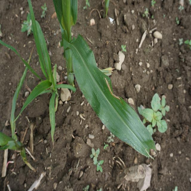 Corn Disease - Roboflow Universe