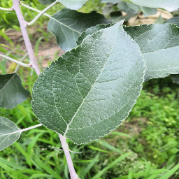 Apple Tree Leaf Disease Dataset Object Detection Model by 474Nattapog Kmitl