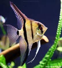 Fish Classification Model by Cesar School