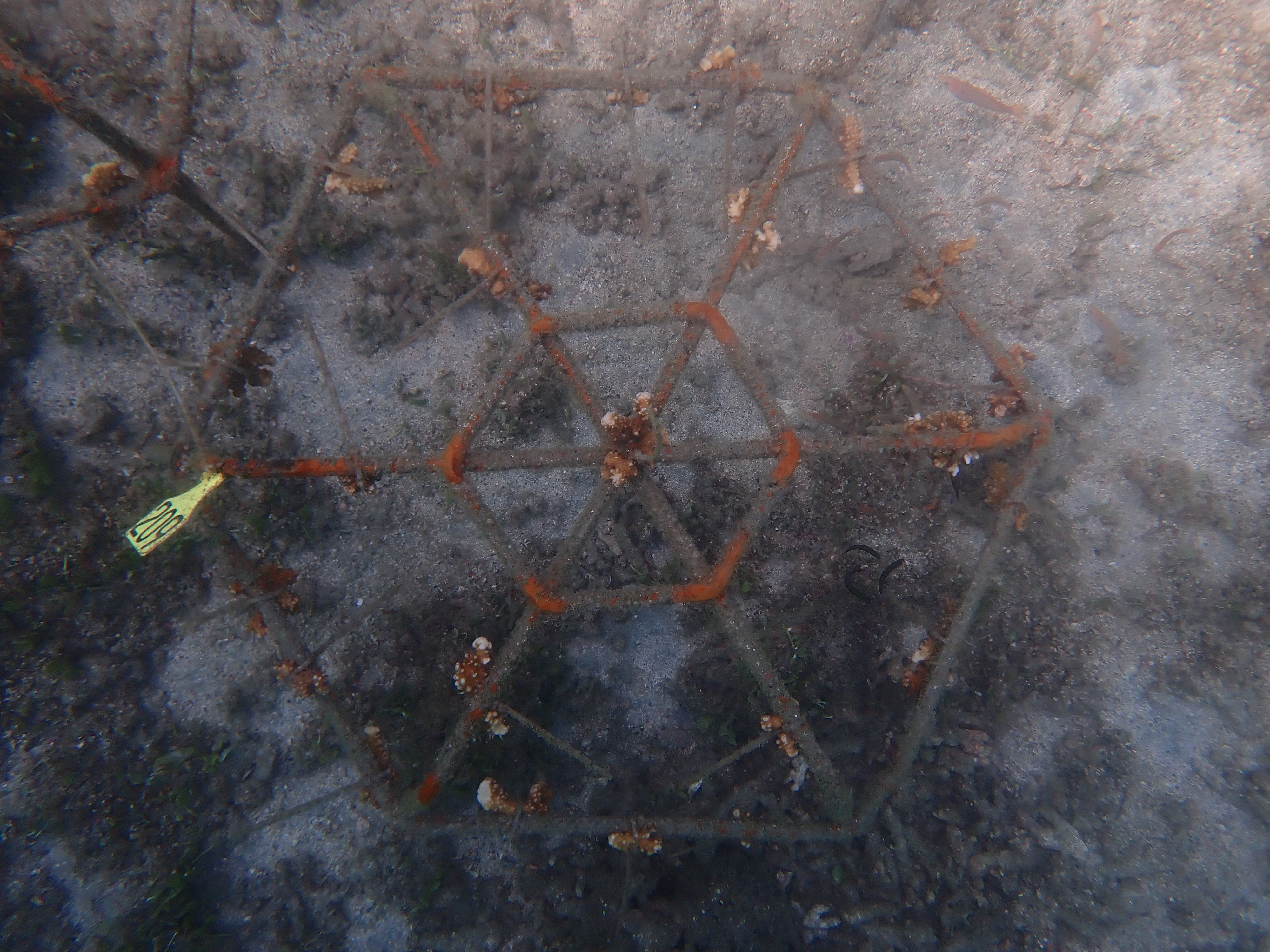 Spider Object Detection Model by Spiders