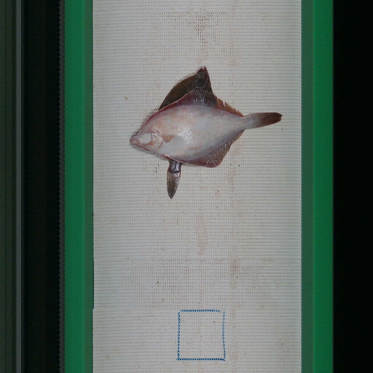 new_fish_v5 Instance Segmentation Model by Demz Osman