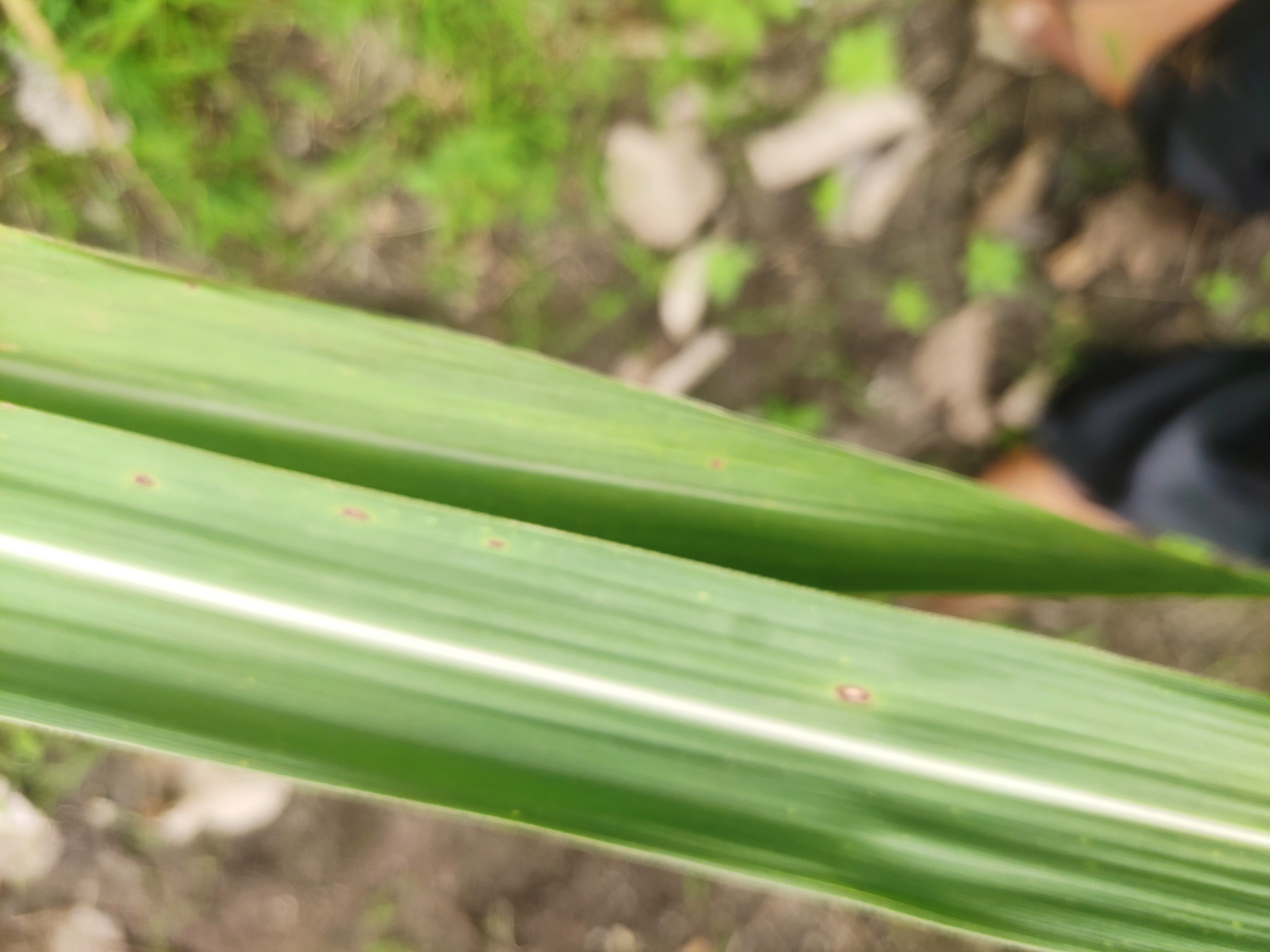 Sugarcane Ringspot Instance Segmentation Model by zxcvbnm