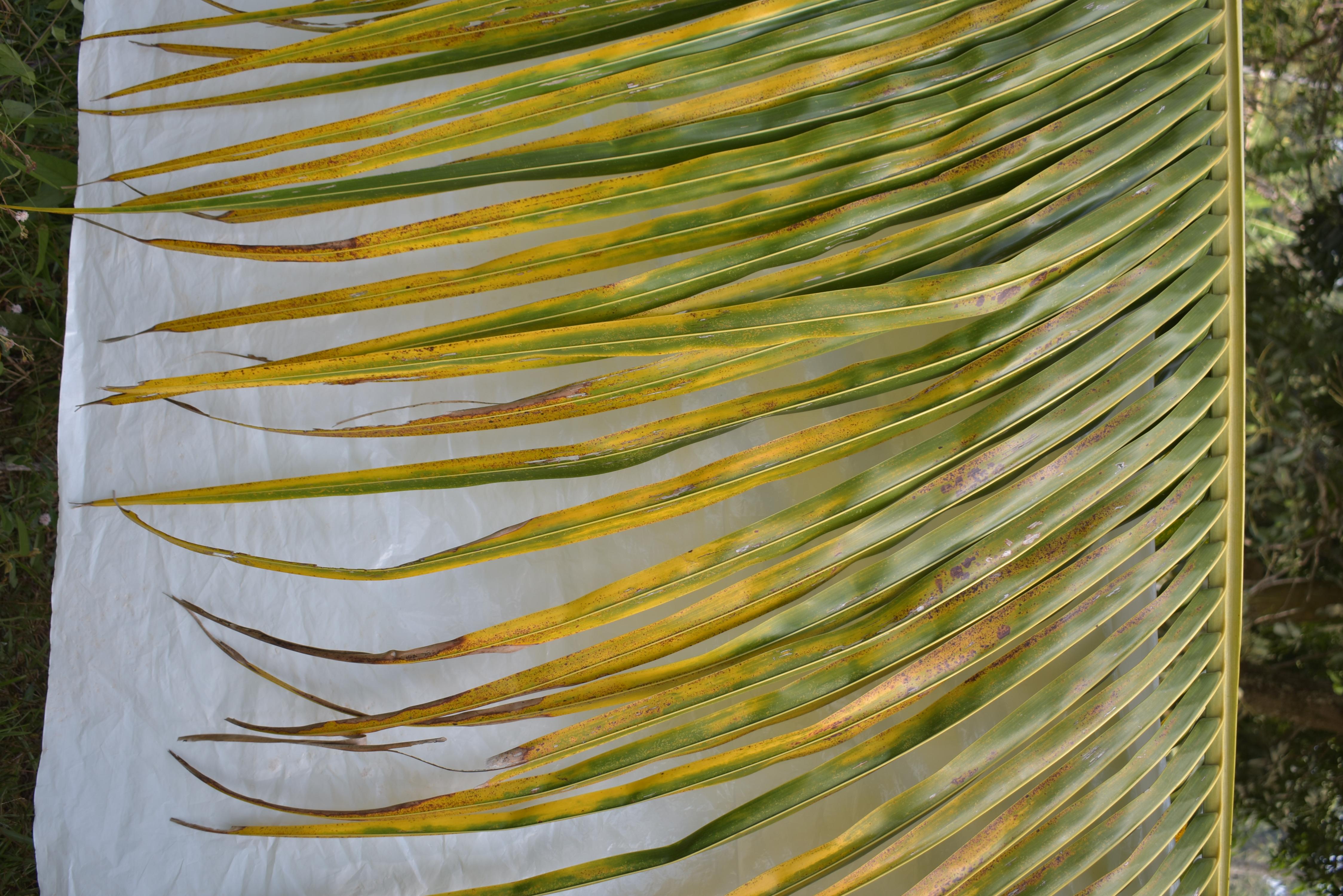 CCCCCCCCCCC Object Detection Dataset by abc