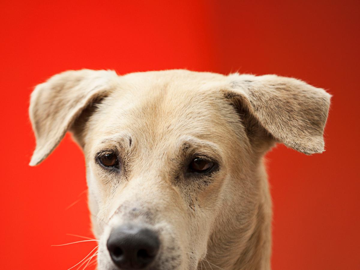 dogs+potholes Object Detection Model by Pothole+dogs